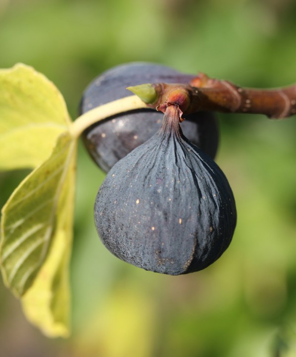 Identification des figues de mon jardin – Acclimatons