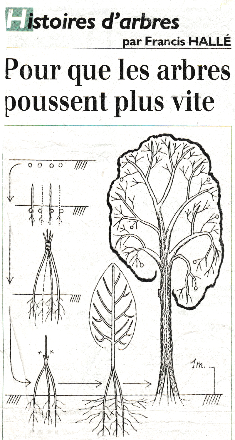 Faire pousser les arbres plus vite – Acclimatons