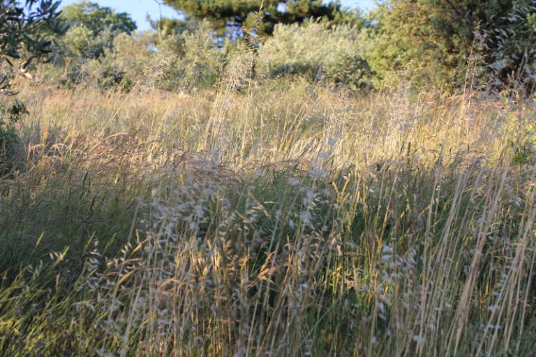 La broussaille ! – Acclimatons