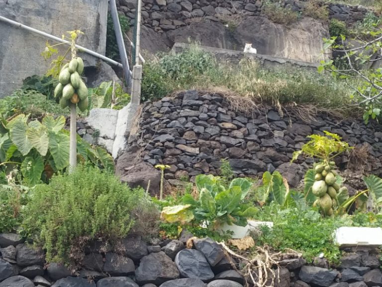 Les papayers nains ? – Acclimatons