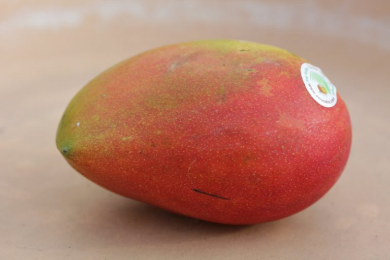 Les plus petites mangues du monde ! – Acclimatons