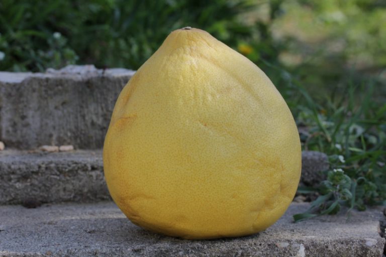 Fleurs de pamplemousse – Acclimatons