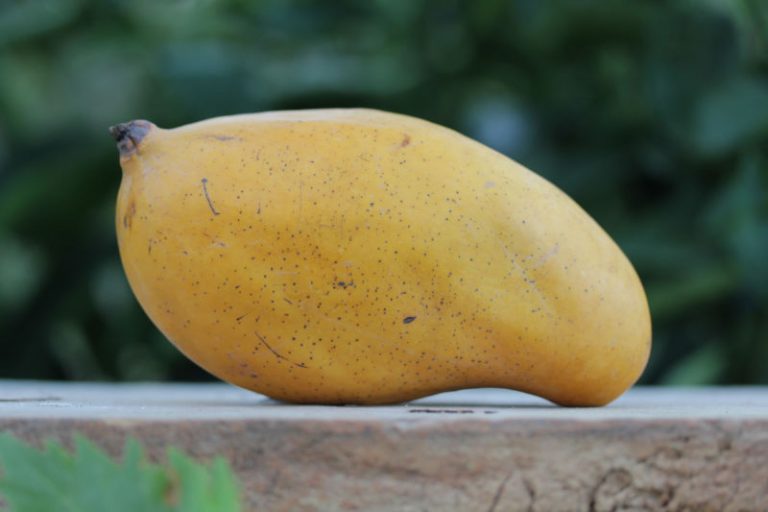 Le manguier peut-il fructifier en France ? – Acclimatons