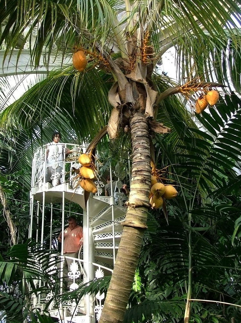 Le cocotier en France ? – Acclimatons