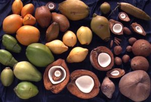 Le cocotier en France ? – Acclimatons