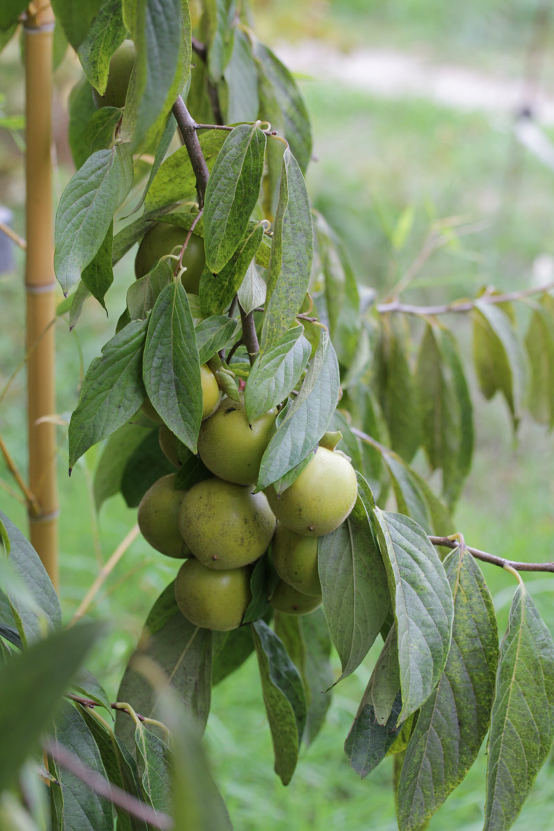 Le kaki vert – Acclimatons