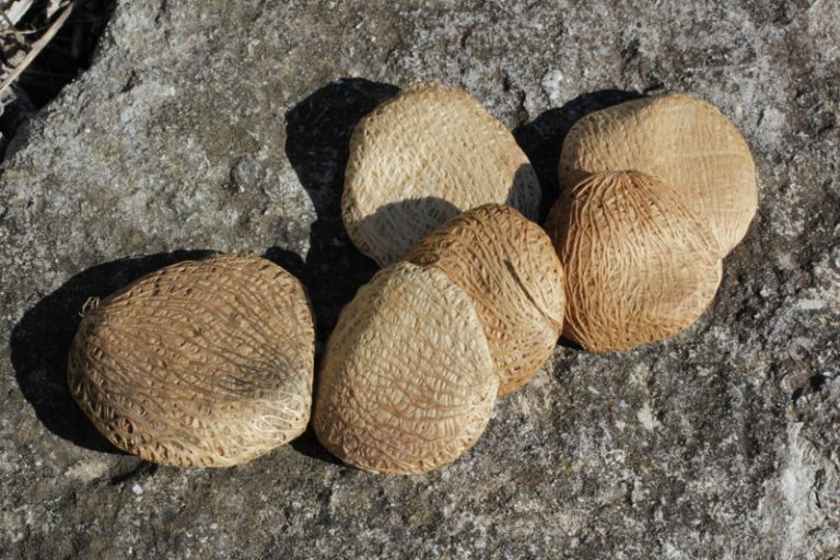 Oyster Nut (Telfairia pedata) – Acclimatons