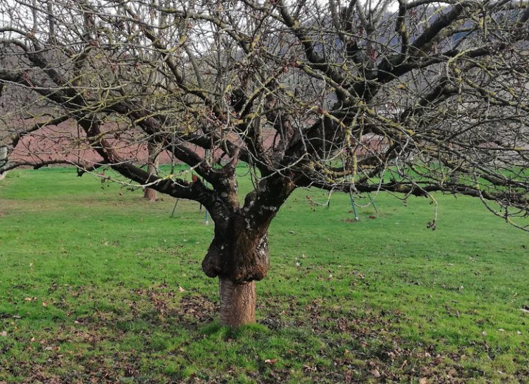 Initiation à la greffe – Acclimatons