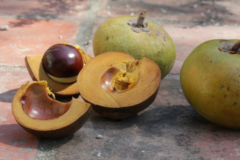 Dégustation de la Sapote Lucuma – Acclimatons