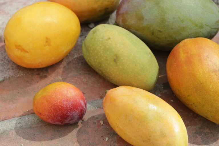 Mangues d’Espagne – Acclimatons