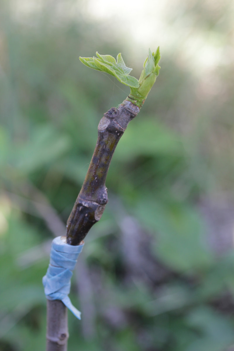 Le vent et les greffes… – Acclimatons