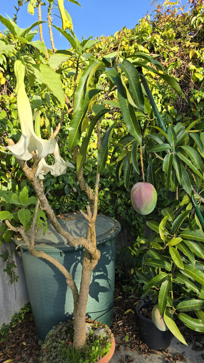 Mangue Kent en pot (Gard) – Acclimatons